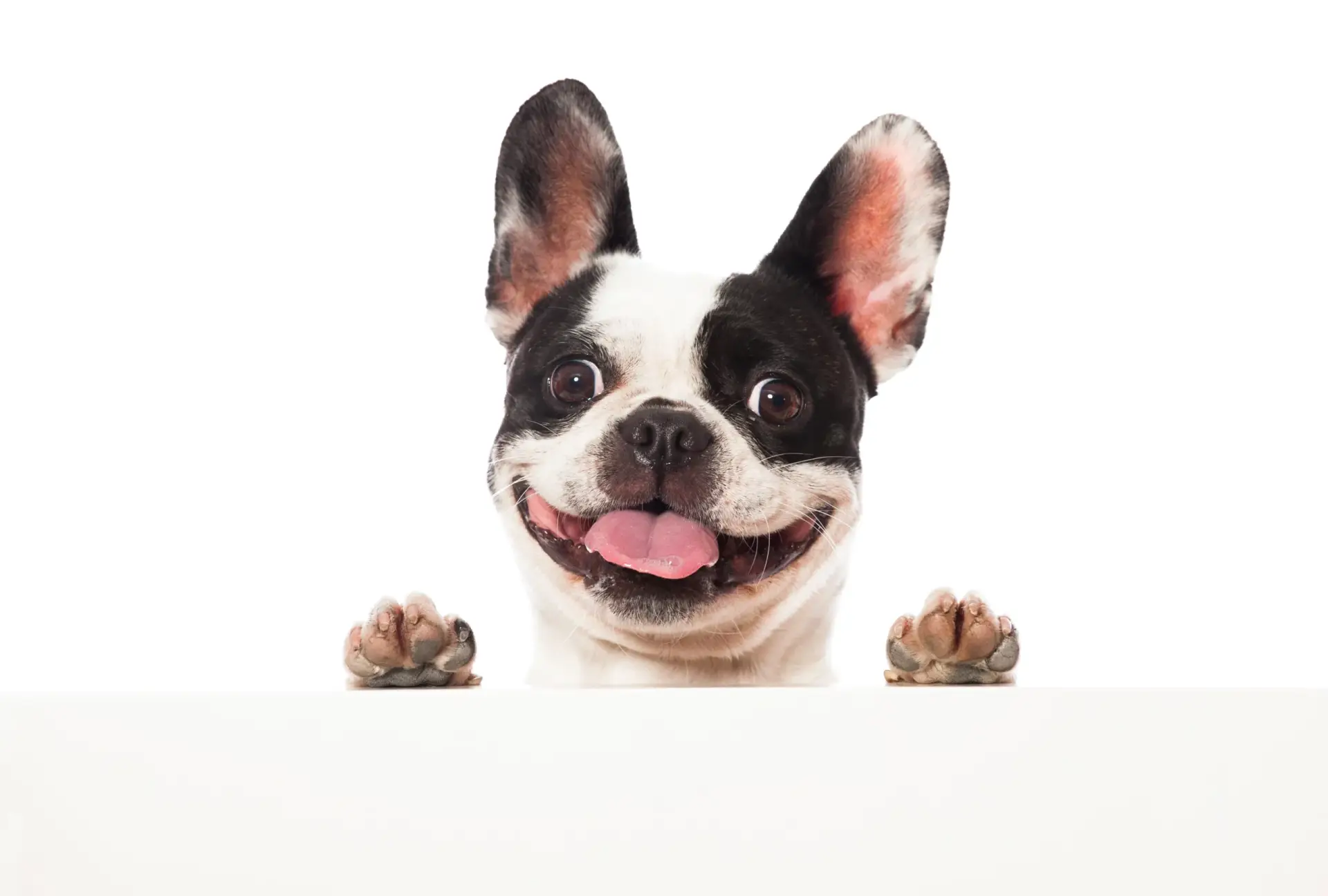 Les besoins fondamentaux des chiens